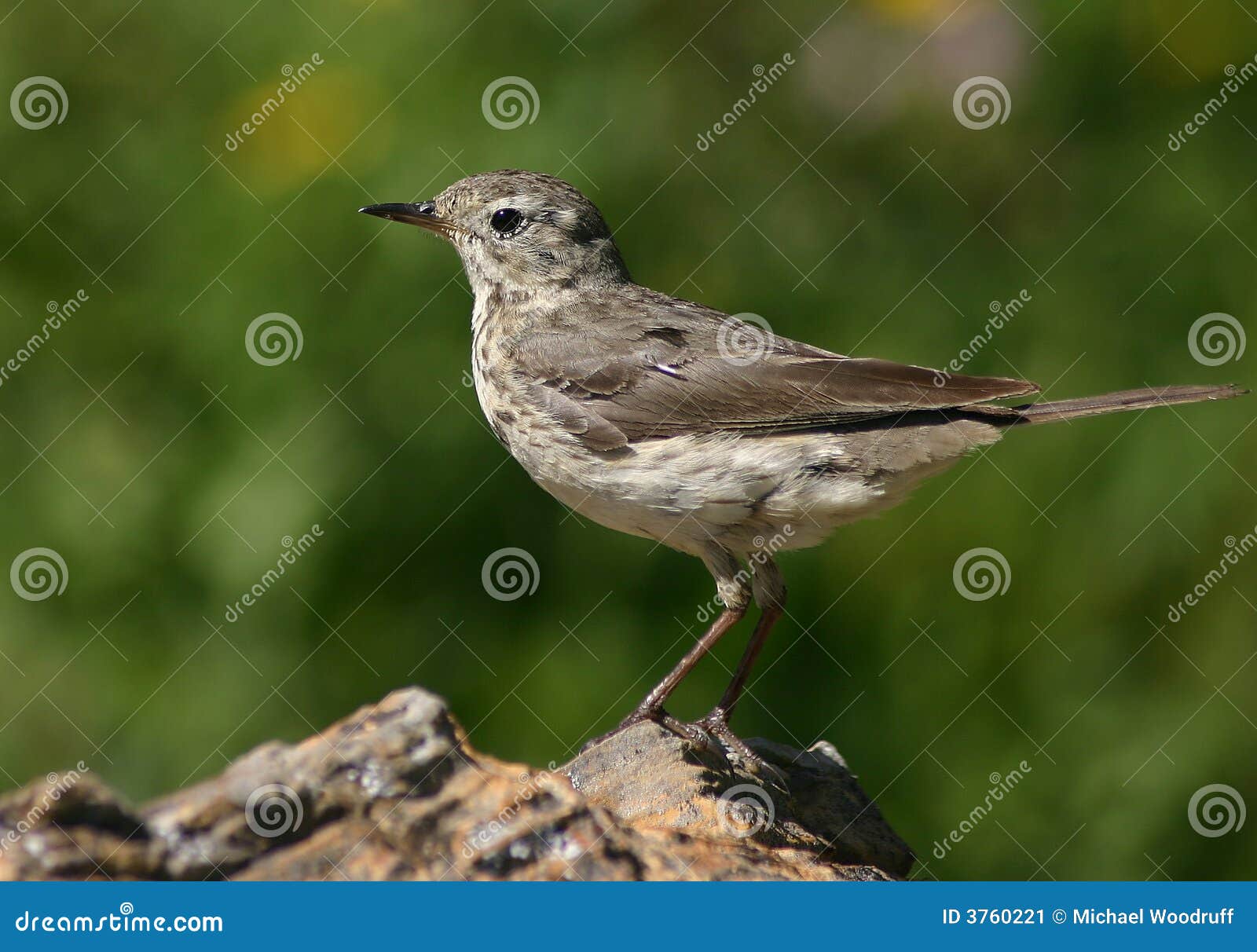 American Pipit stock image. Image of breeding, detail - 3760221