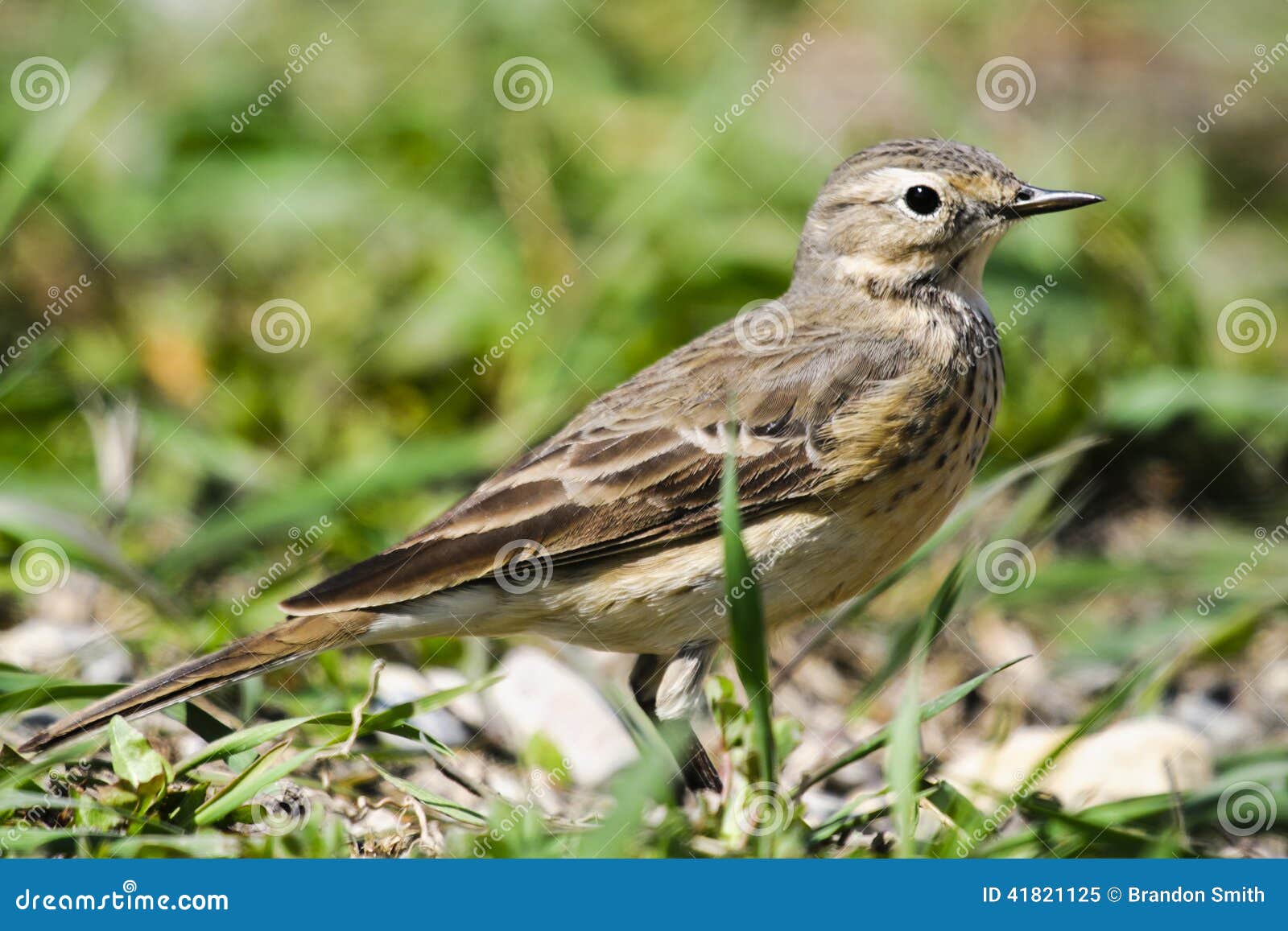 American Pipit (Anthus Rubescens) Stock Image - Image of wing ...