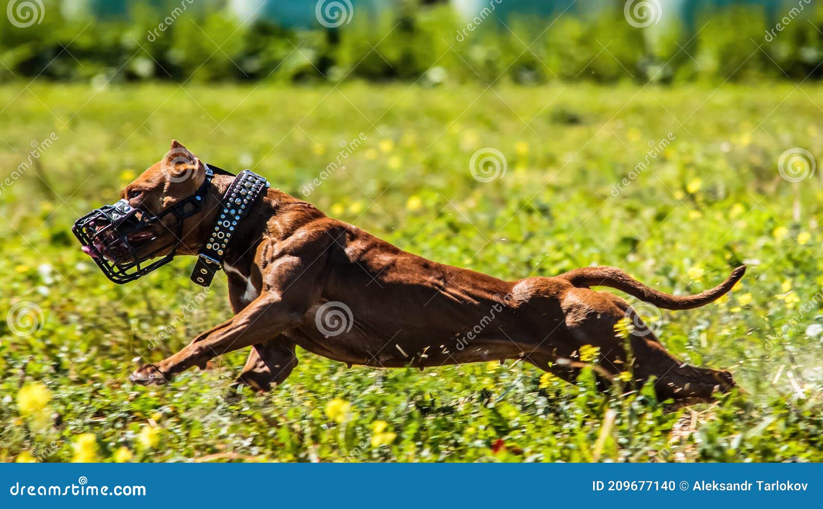American Pit Bull Running in the Field on Coursing Competition Stock ...