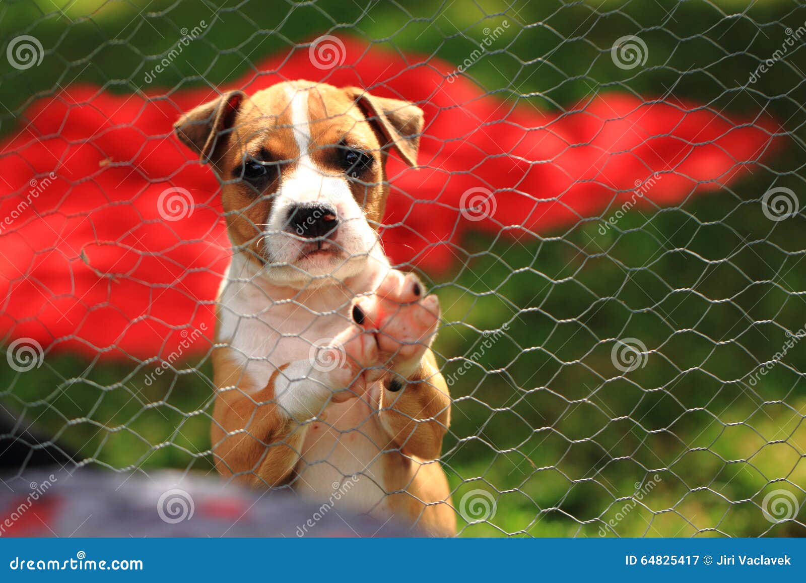 American Pit Bull Terrier stock image. Image of mammal - 64825417
