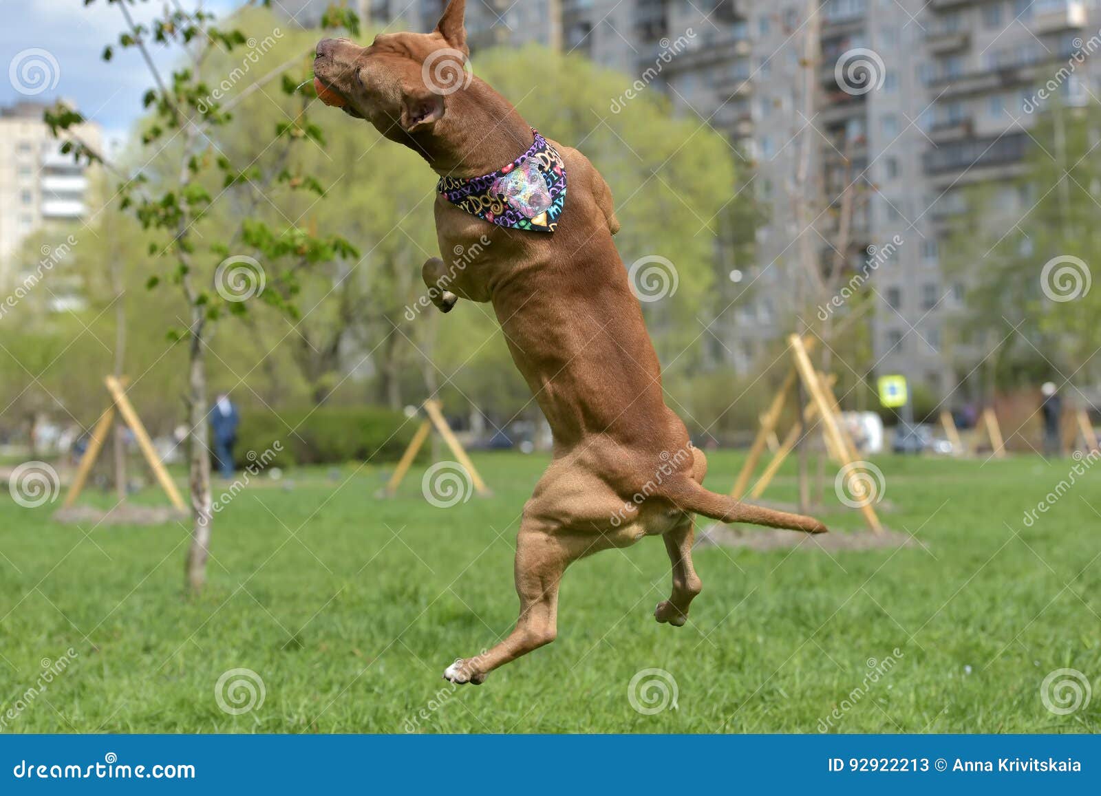 American Pit Bull Terrier Jumping Stock Image - Image of mammal, brown ...