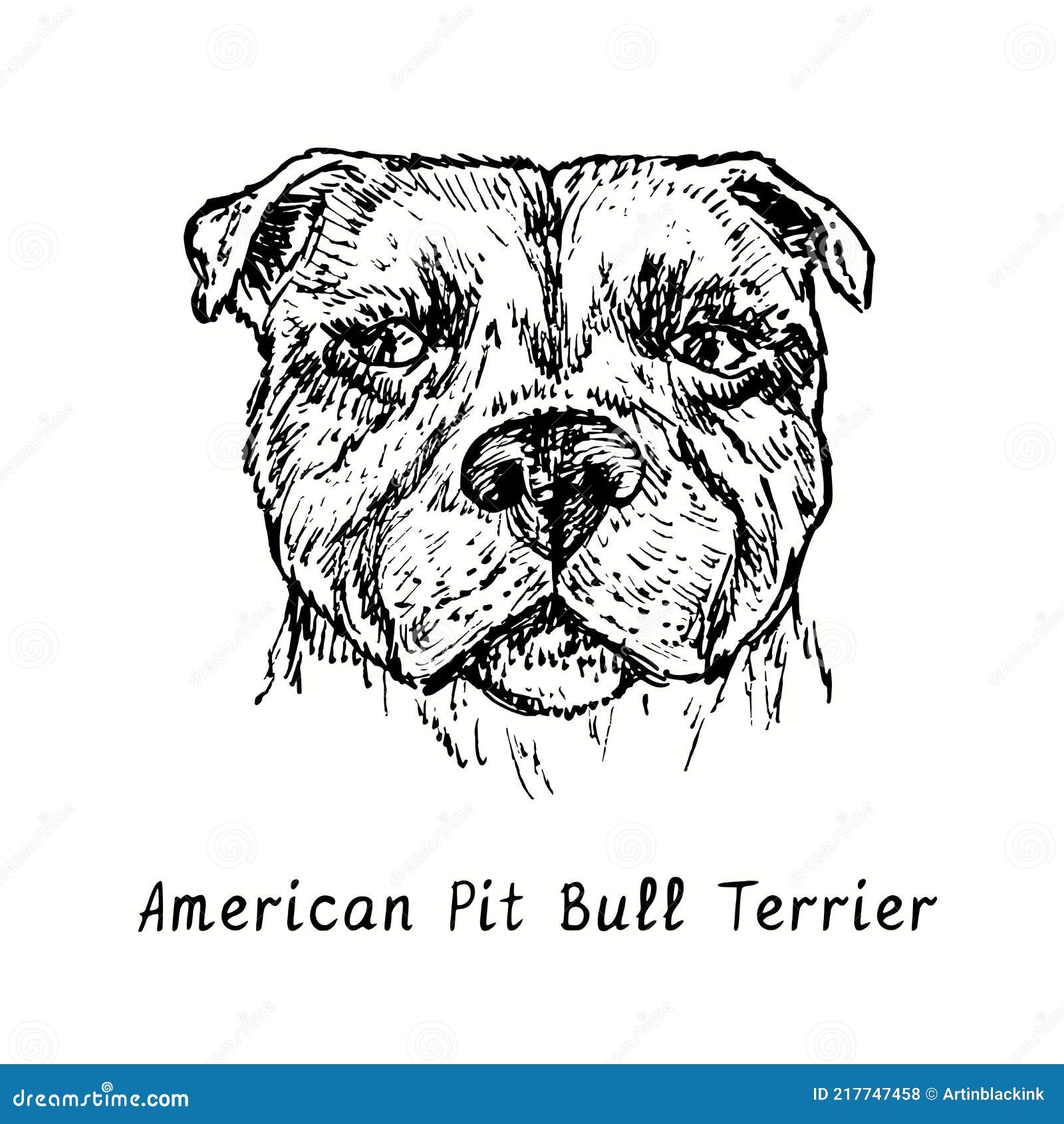 American Pit Bull Terrier Muzzle Front View. Ink Black and White Doodle ...