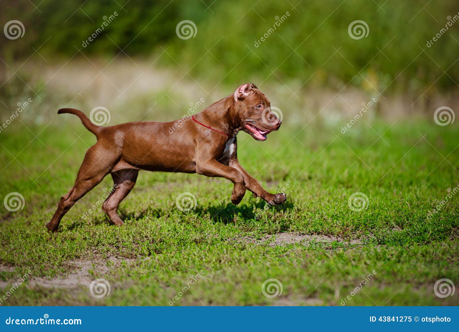 American Pit Bull Terrier Puppy Running Stock Image - Image of terrier ...