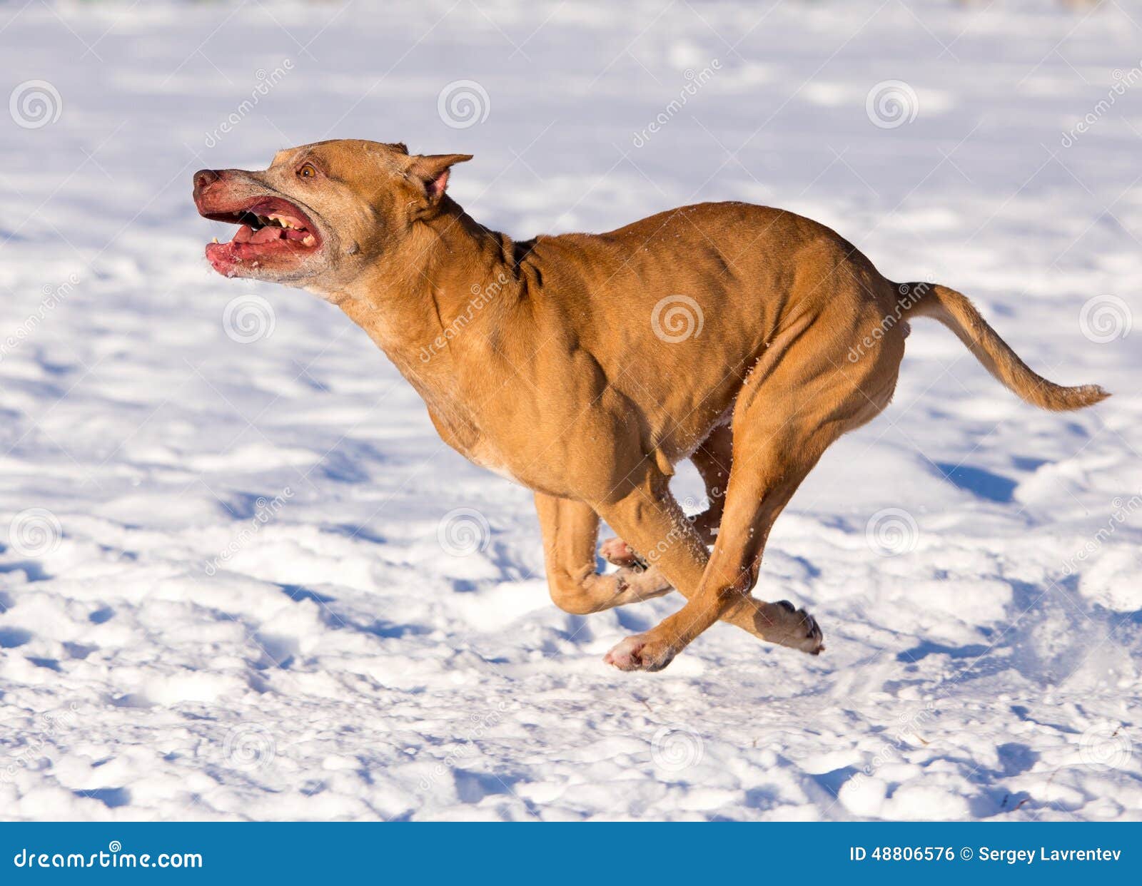 American Pit Bull Terrier Running in Snow Stock Photo - Image of ...