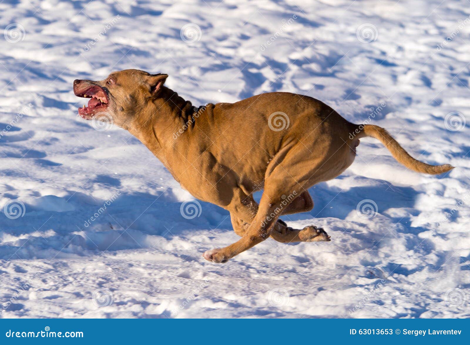 American Pit Bull Terrier Running in Snow Stock Image - Image of action ...