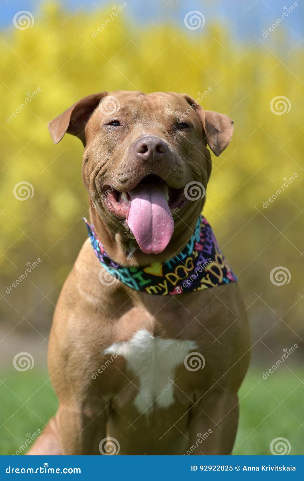 American Pit Bull Terrier Sitting on Grass in Spring Stock Image ...
