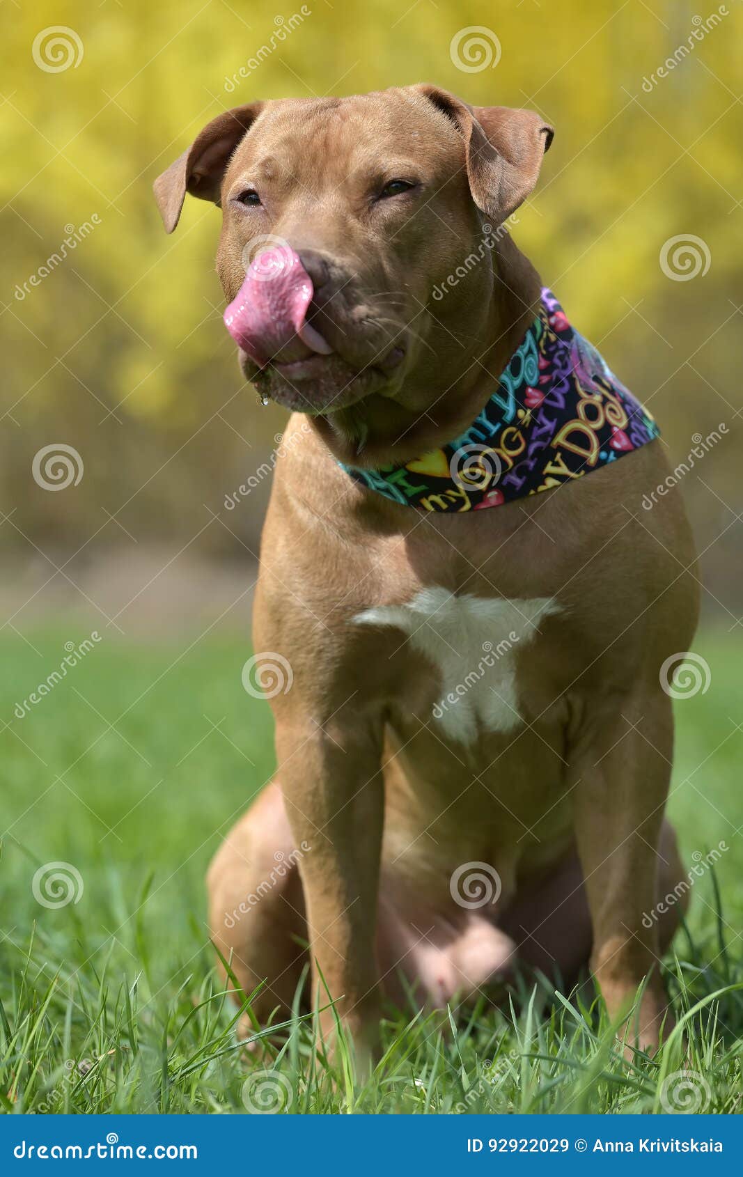 American Pit Bull Terrier Sitting on Grass in Spring Stock Image ...