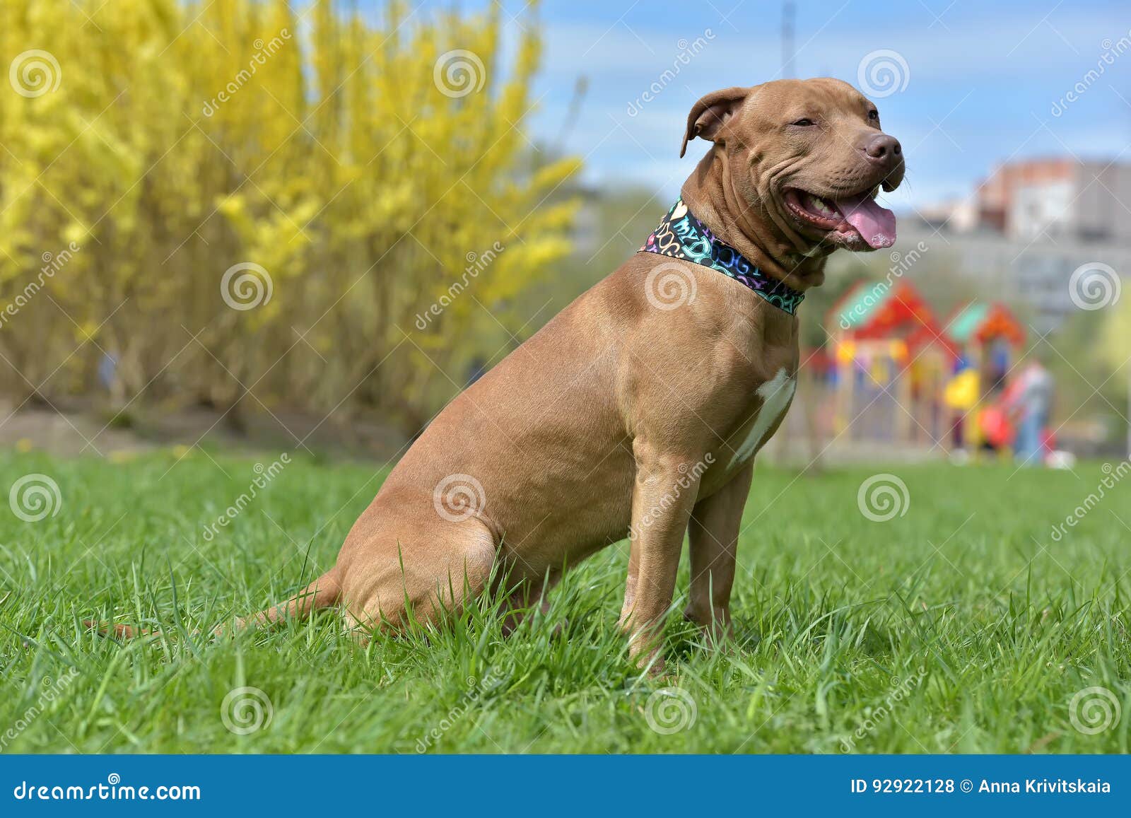 American Pit Bull Terrier Sitting on Grass in Spring Stock Photo ...