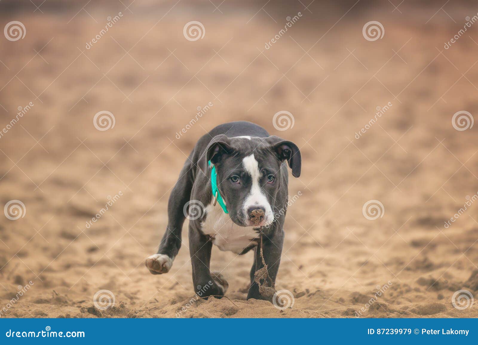 American Pitbull stock image. Image of breed, field, leaves - 87239979