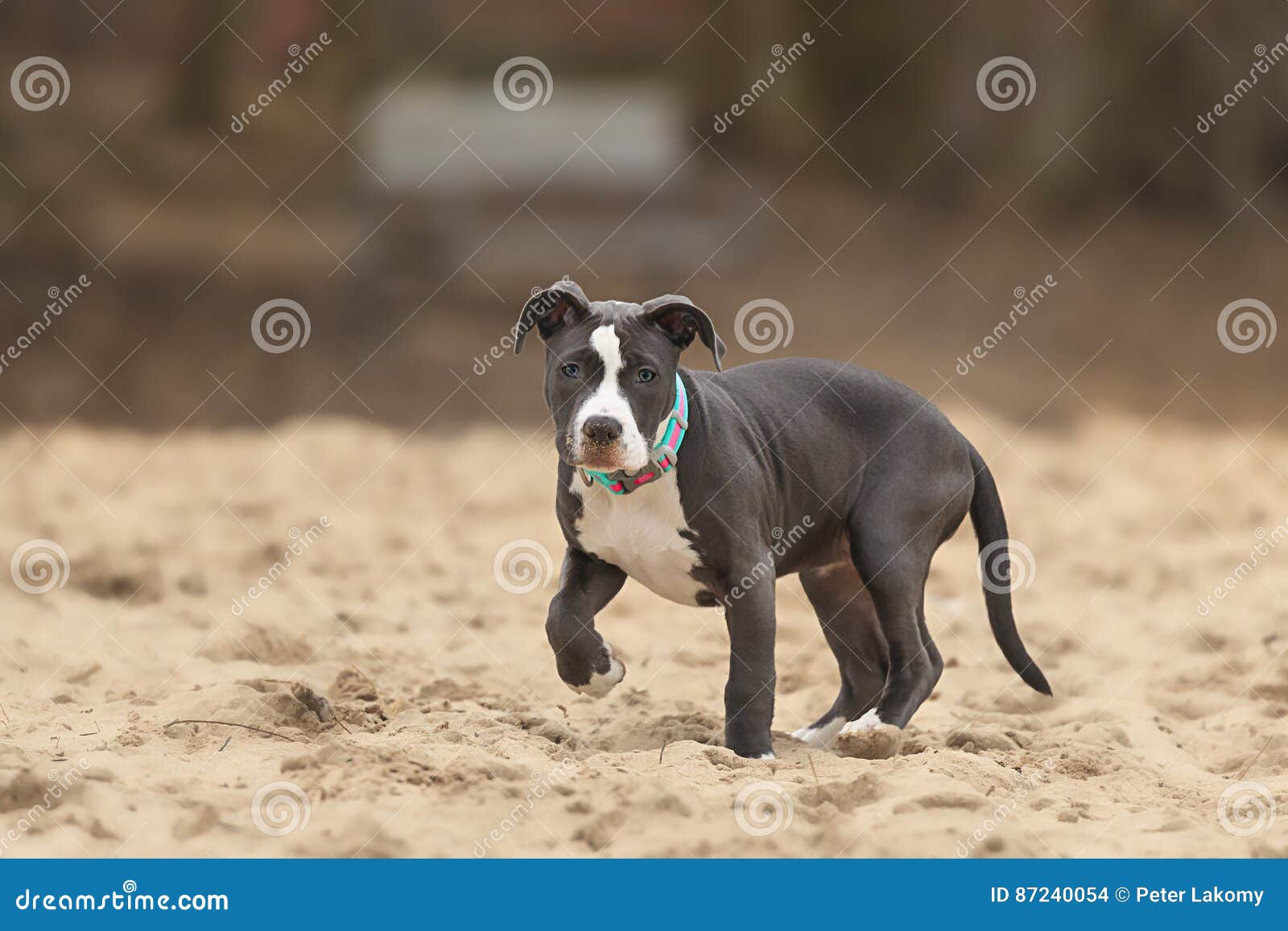 American Pitbull stock photo. Image of green, game, animal - 87240054