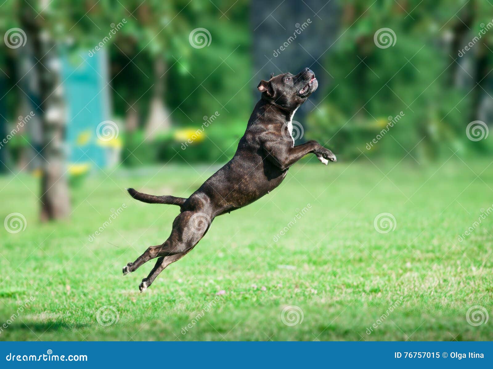 American Pitbull Terrier Jump Stock Image - Image of staffordshire ...