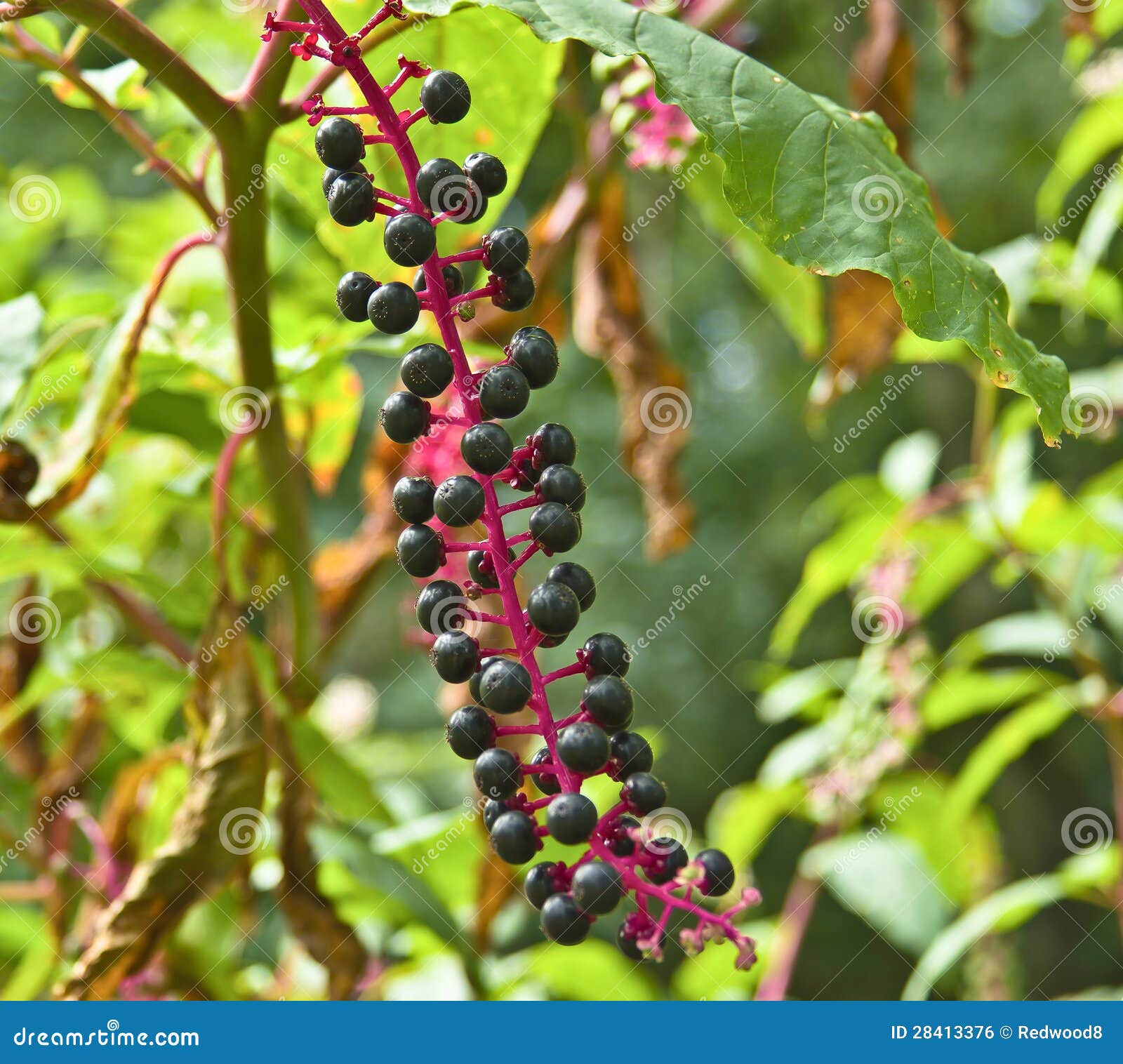 American Pokeweed stock photo. Image of poke, danger - 28413376