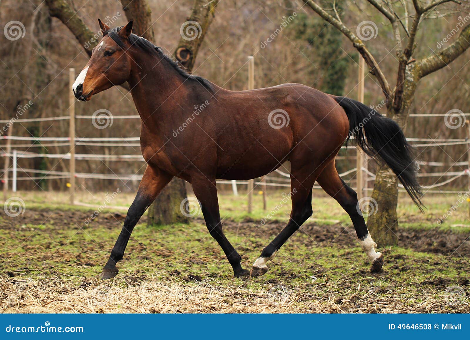 American Quarter Horse Stallion Stock Photo - Image of ground, grass ...