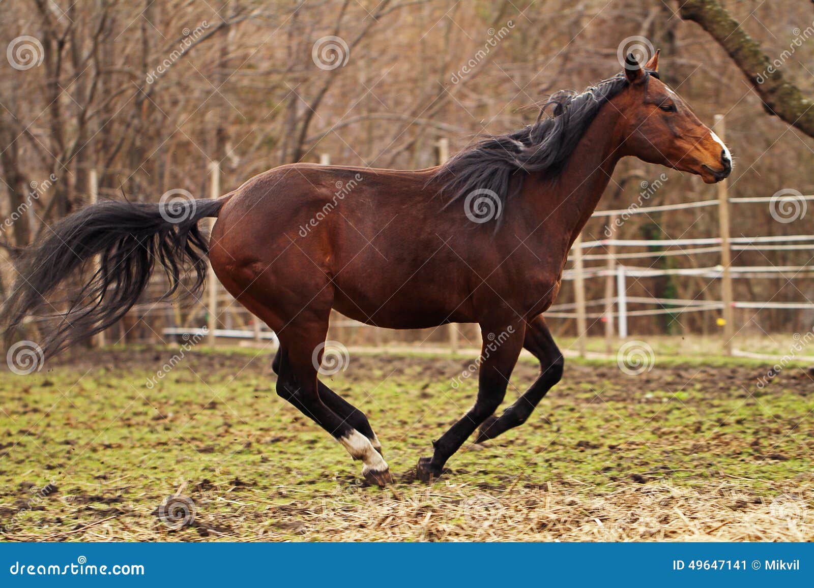 American Quarter Horse Stallion Stock Image - Image of stallion, grass ...