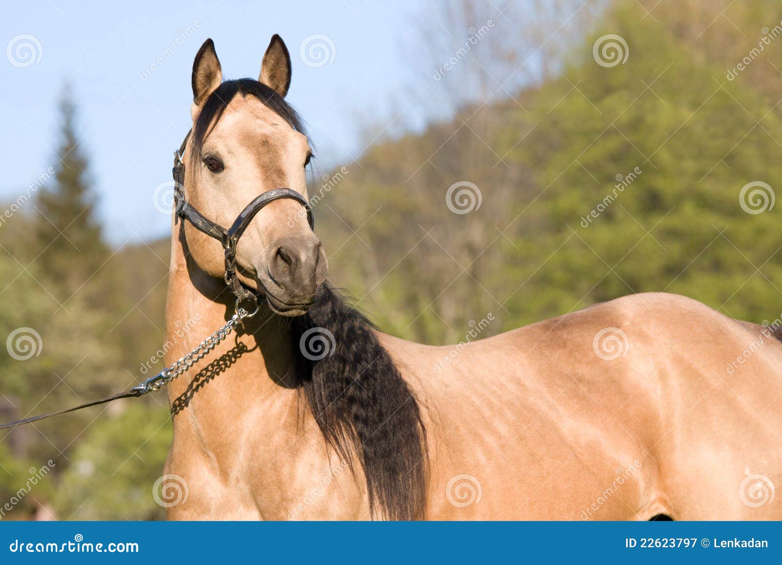 American Quarter Horse Stallion Posing Stock Image - Image of farm ...