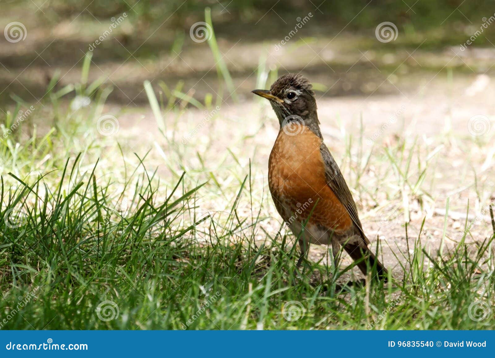 American Red Breasted Robin Stock Photo - Image of reddish, american ...