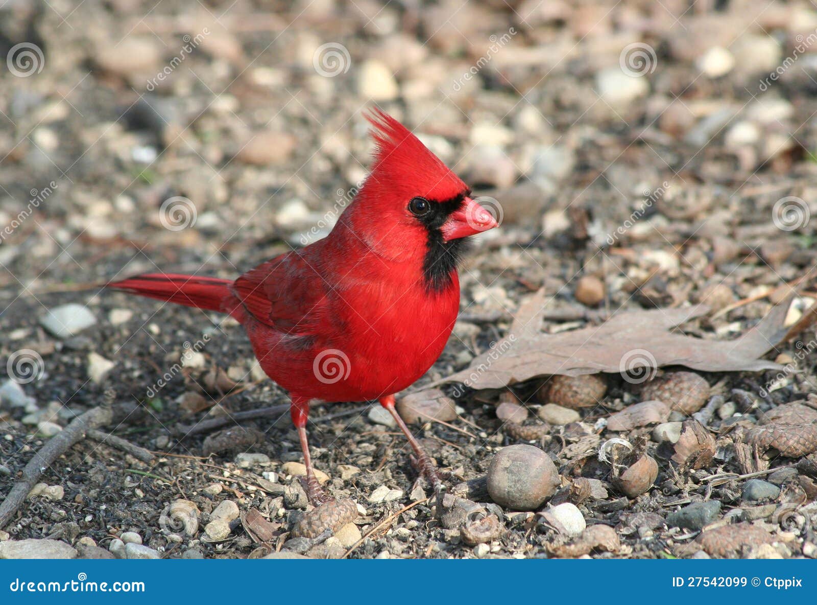 American Red Cardinal stock image. Image of alone, ornithology - 27542099
