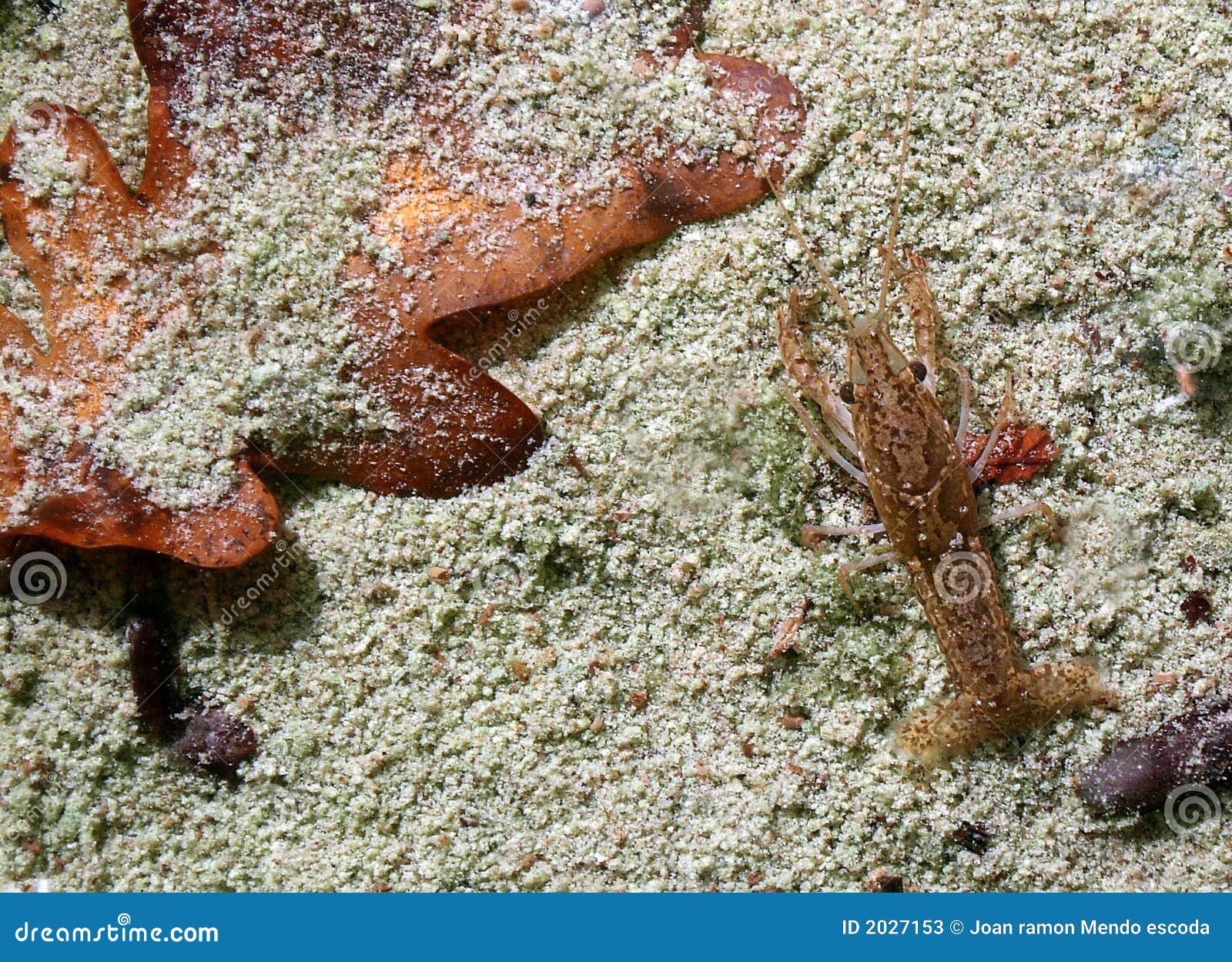 American Red Crayfish (juvenile) Stock Image - Image of cooking, clean ...