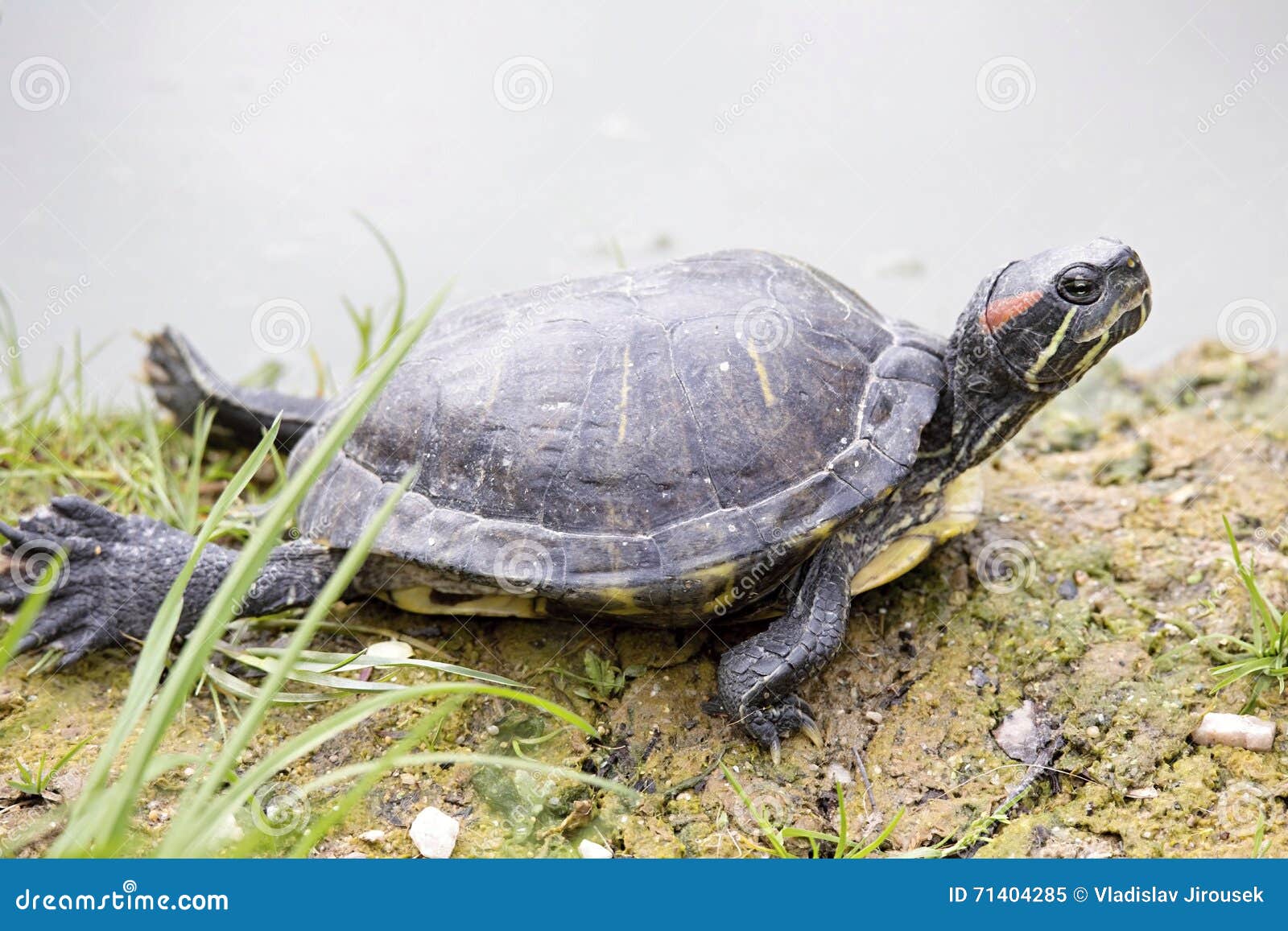 American Red-eared Slider, Trachemys Scripta Elegans, Has Spread in ...