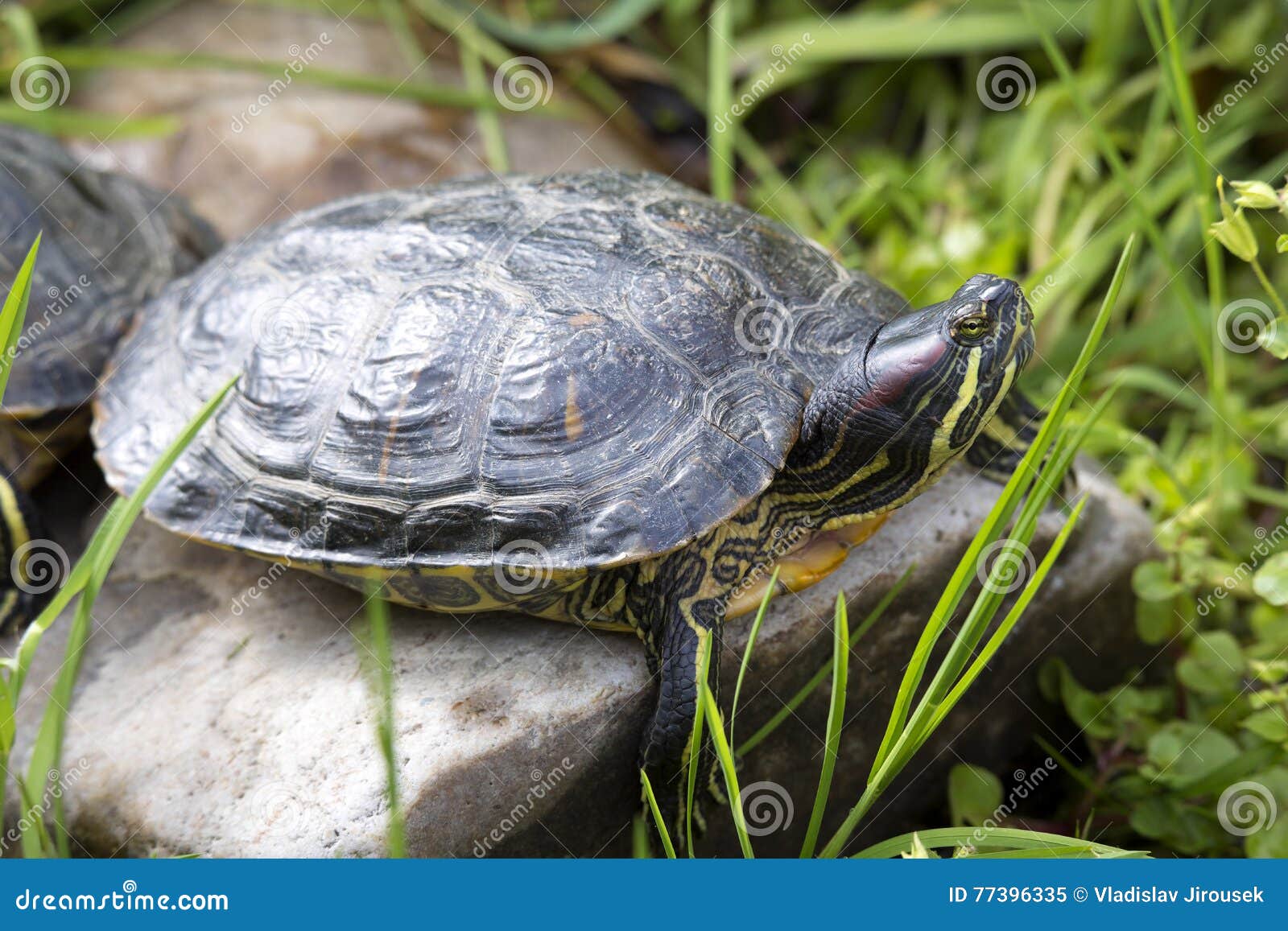 American Red-eared Slider, Trachemys Scripta Elegans, Has Spread in ...
