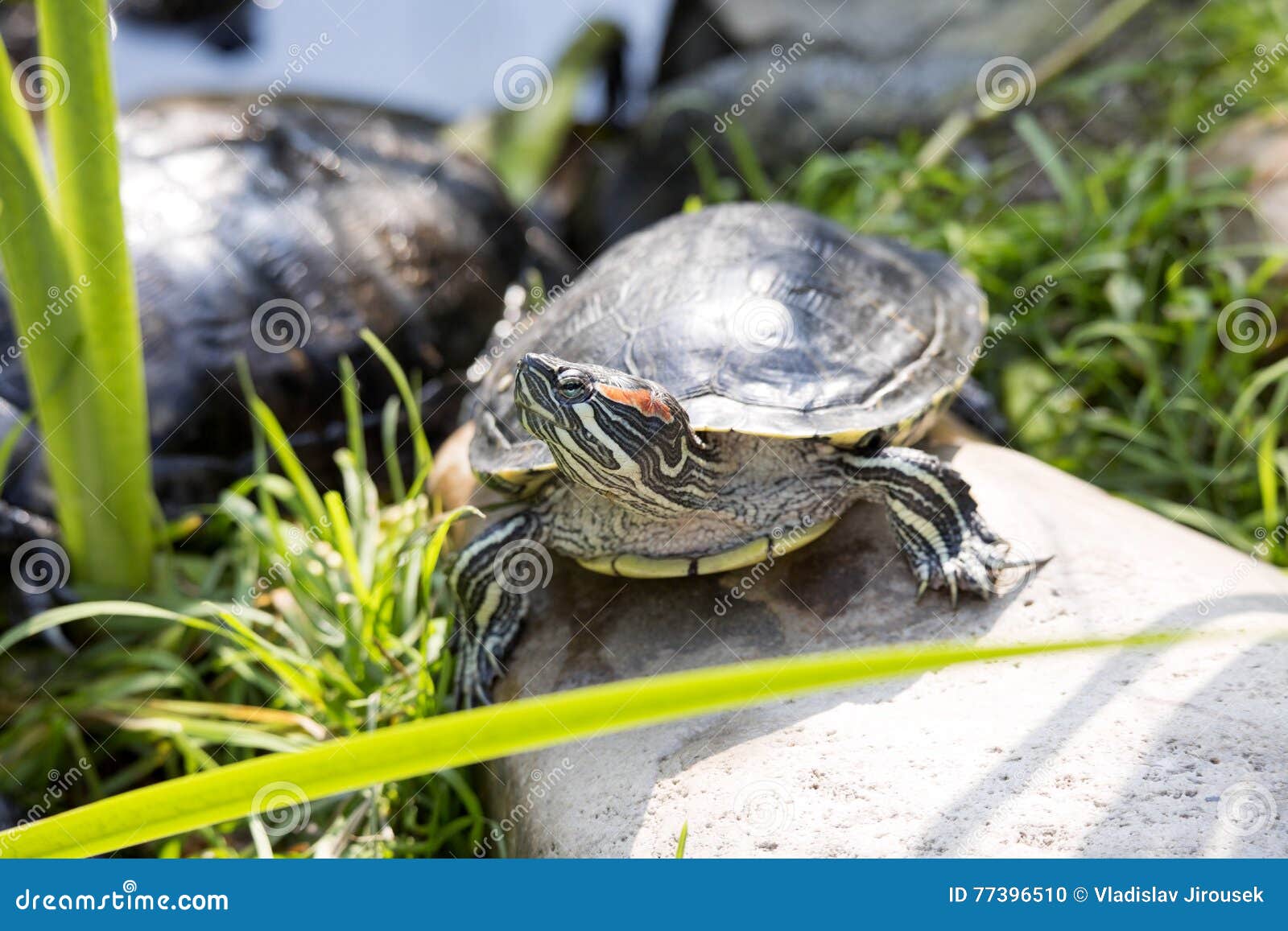American Red-eared Slider, Trachemys Scripta Elegans, Has Spread in ...