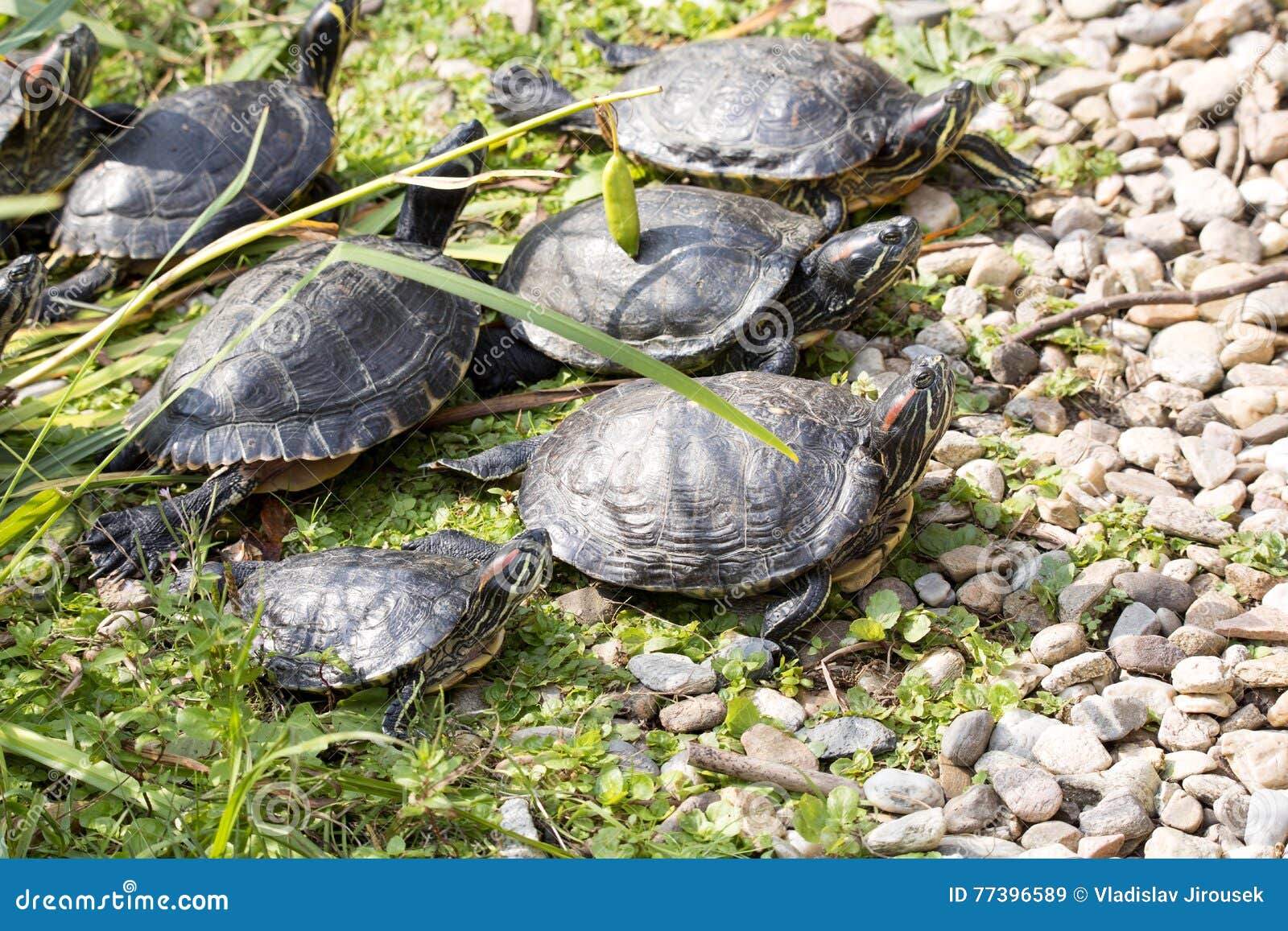 American Red-eared Slider, Trachemys Scripta Elegans, Has Spread in ...