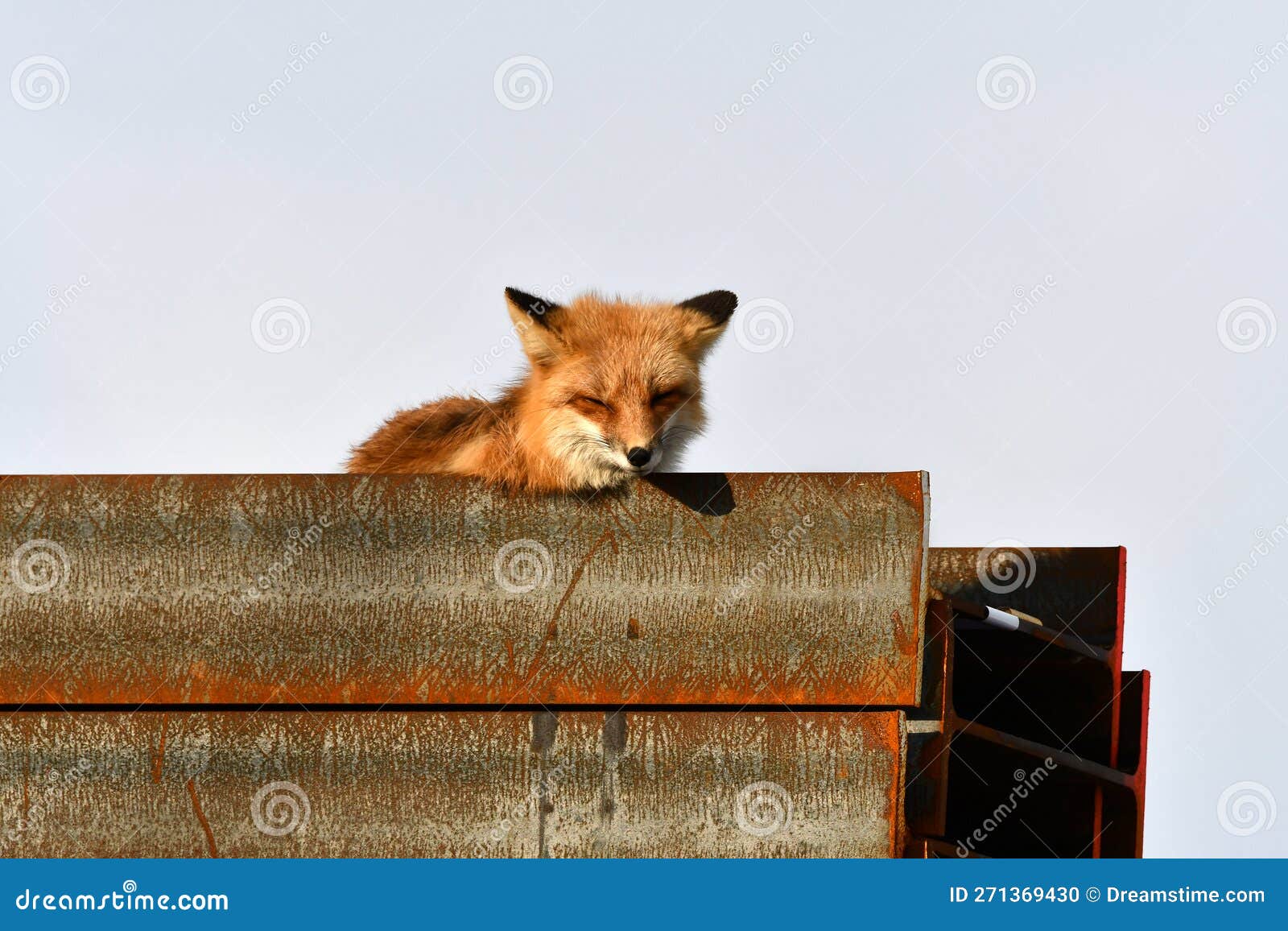 An American Red Fox Rests on the Top of a Stack of Industrial Steel ...
