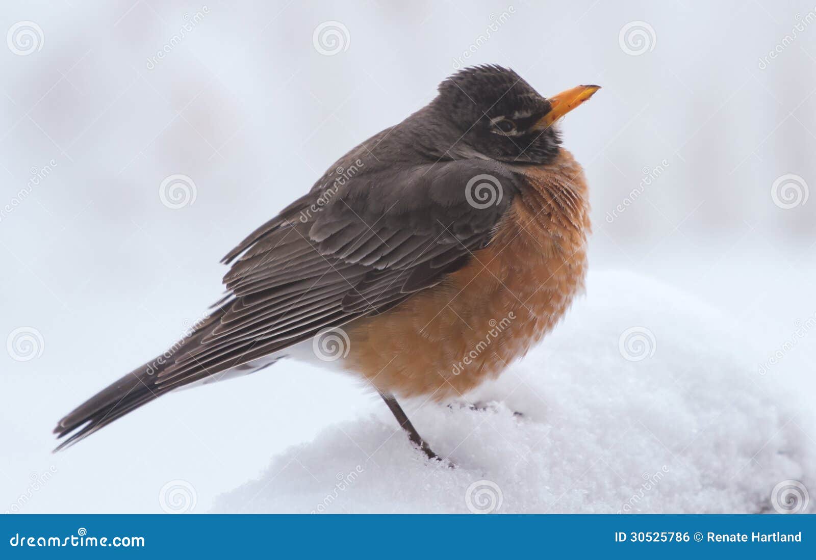 American Red Robin in Snow stock photo. Image of beak - 30525786