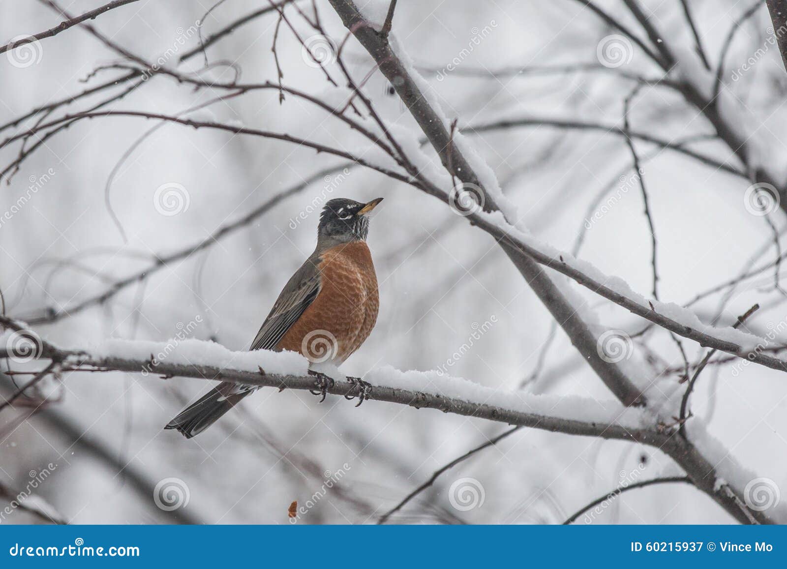 American Red Robin on a Snowy Day Stock Image - Image of grey, canada ...