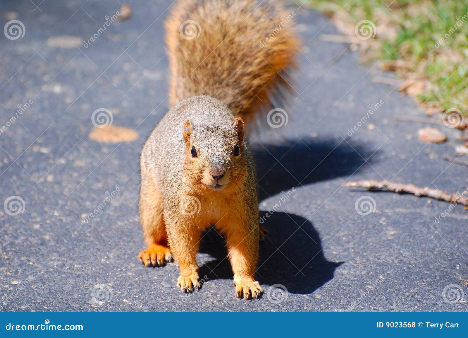 American Red Squirrel stock photo. Image of pine, squirrel - 9023568