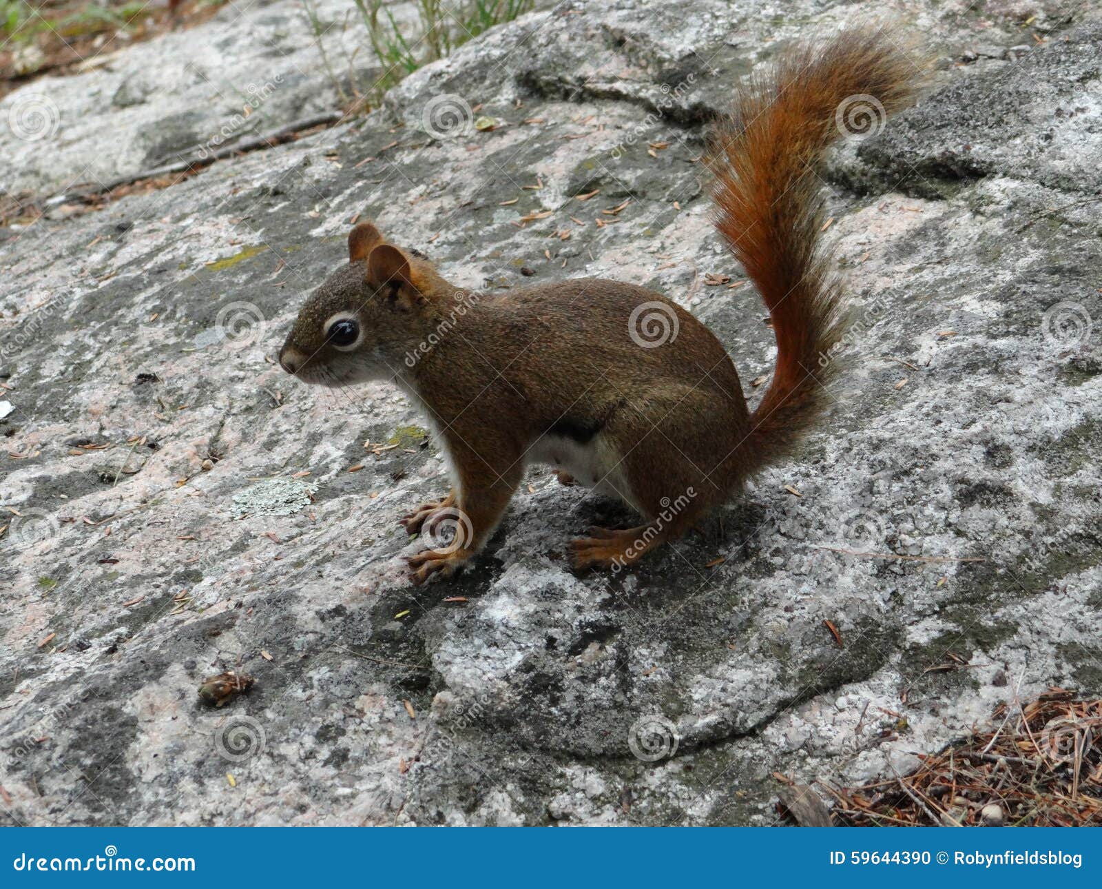 American Red Squirrel stock photo. Image of squirrel - 59644390