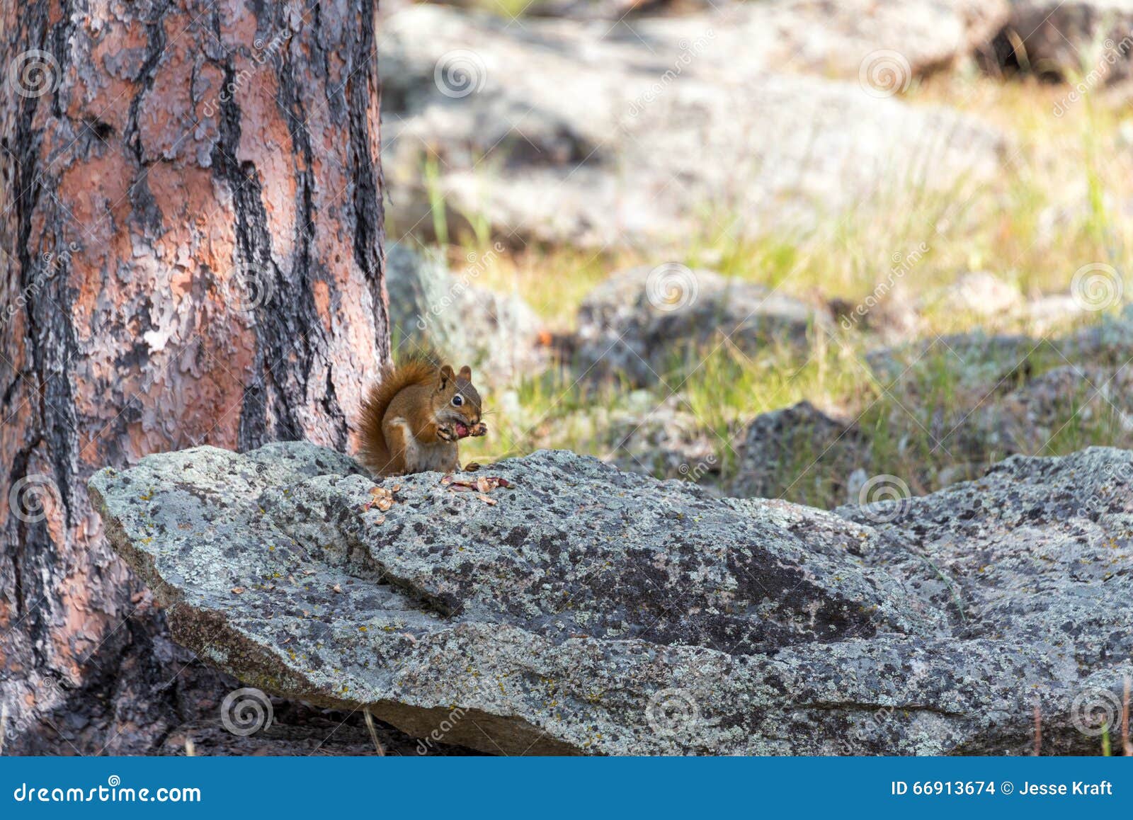 American Red Squirrel stock photo. Image of hudsonicus - 66913674