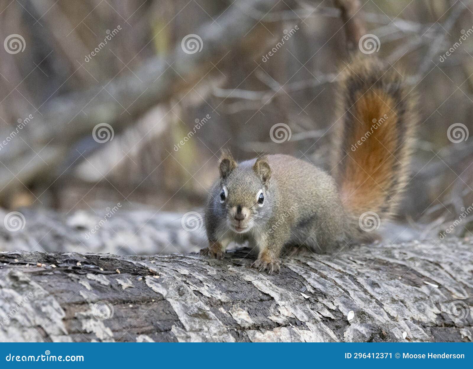 American Red Squirrel on Log in Forest Stock Image - Image of fall ...
