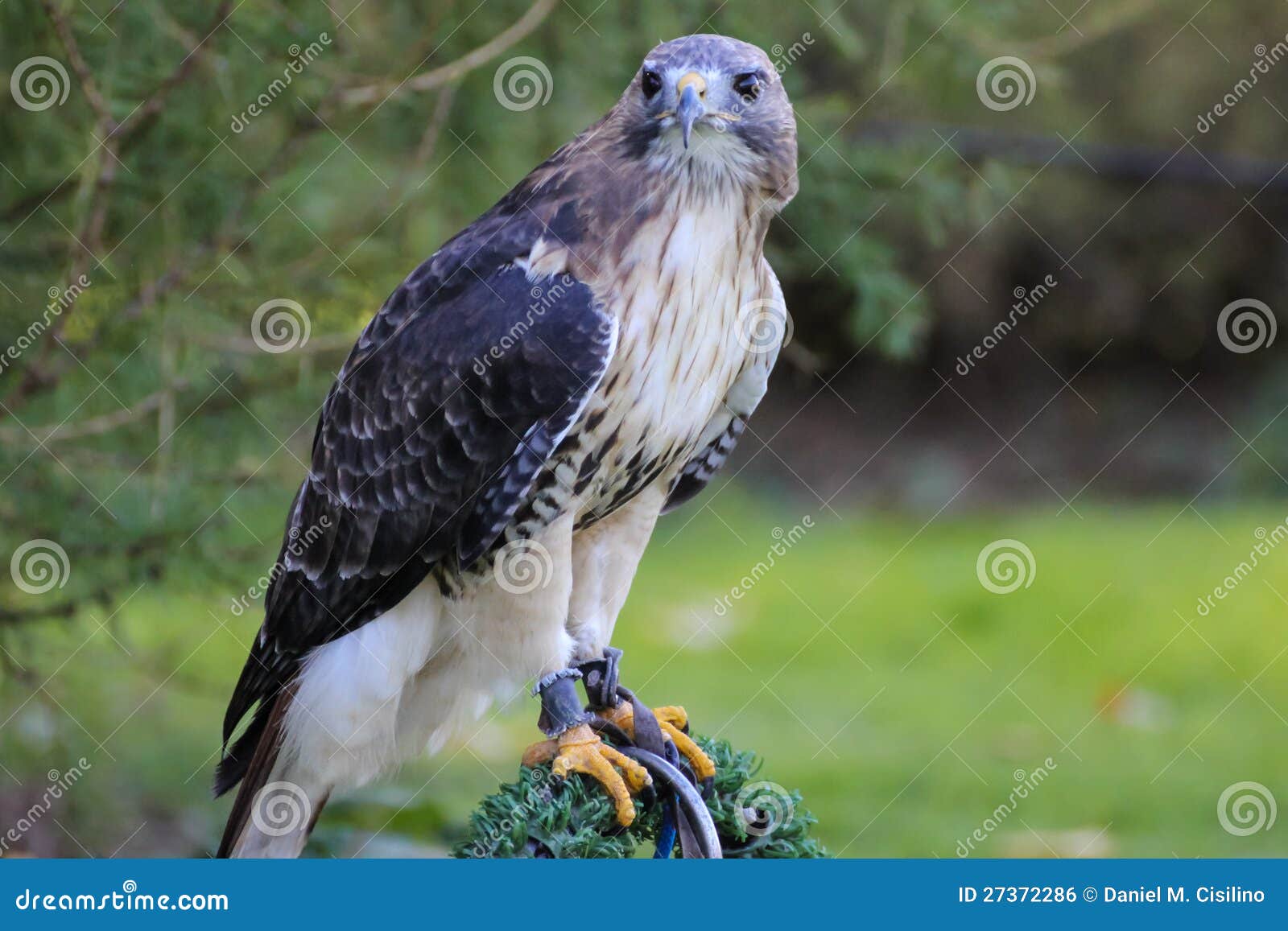 American Red-tailed Hawk stock photo. Image of arabian - 27372286