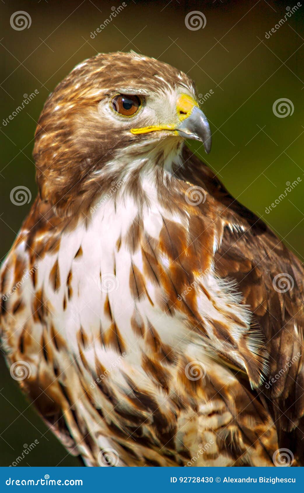 American red-tailed hawk stock photo. Image of chicken - 92728430