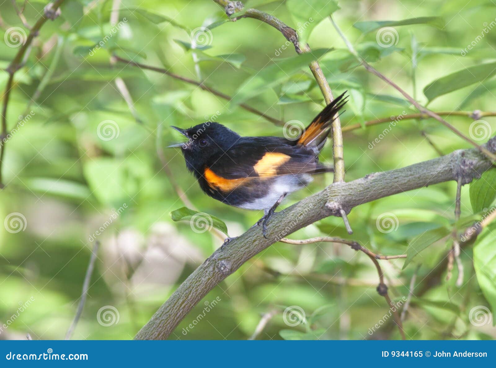 American Redstart stock image. Image of redstart, wildlife - 9344165