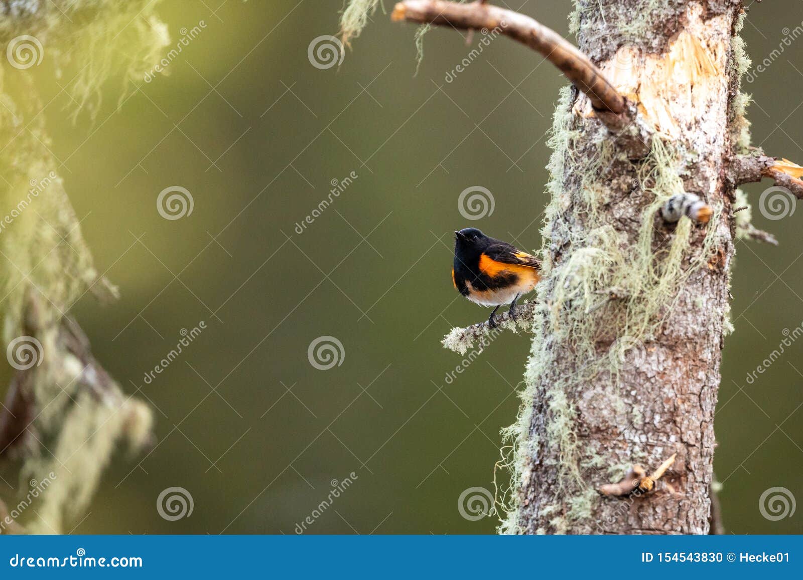 American Redstart Bird in the Forest Stock Photo - Image of wildlife ...