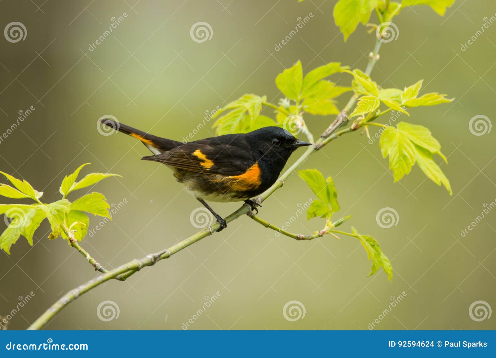 American Redstart stock photo. Image of feathers, lake - 92594624