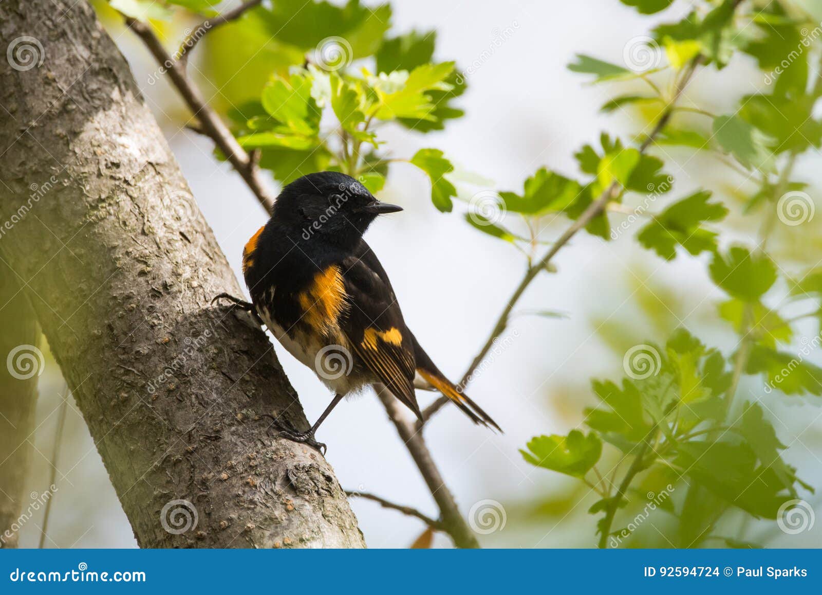 American Redstart stock photo. Image of animal, spring - 92594724
