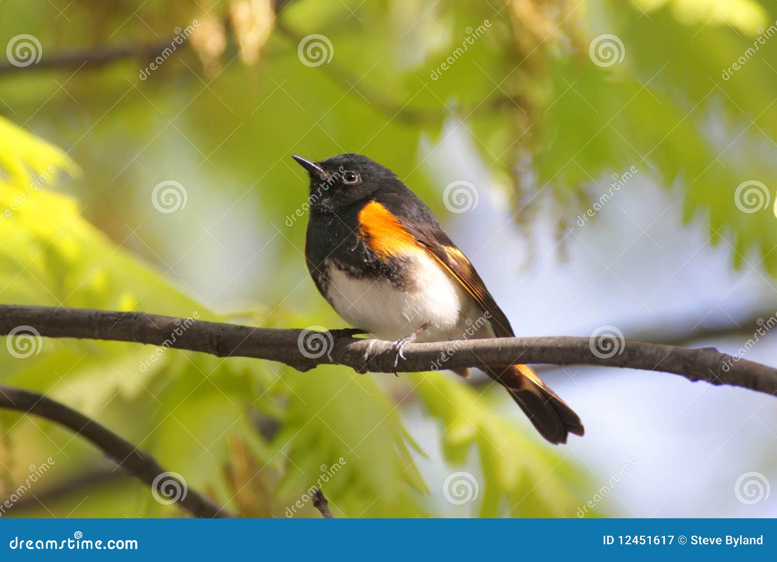 American Redstart Warbler stock image. Image of leaves - 12451617