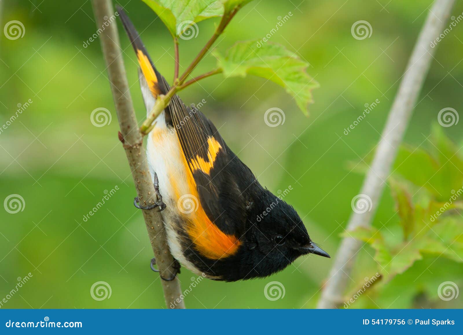 American Redstart stock photo. Image of wing, avian, feathers - 54179756