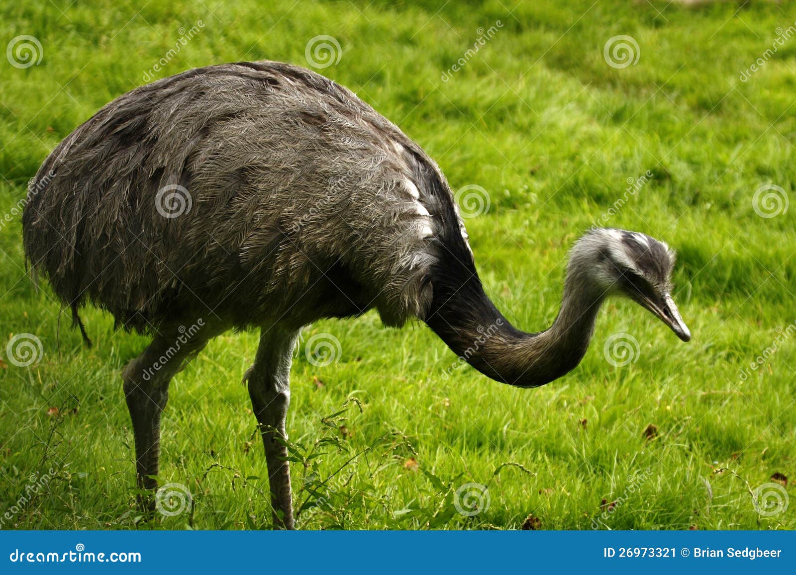 American Rhea stock image. Image of feathers, bird, native - 26973321