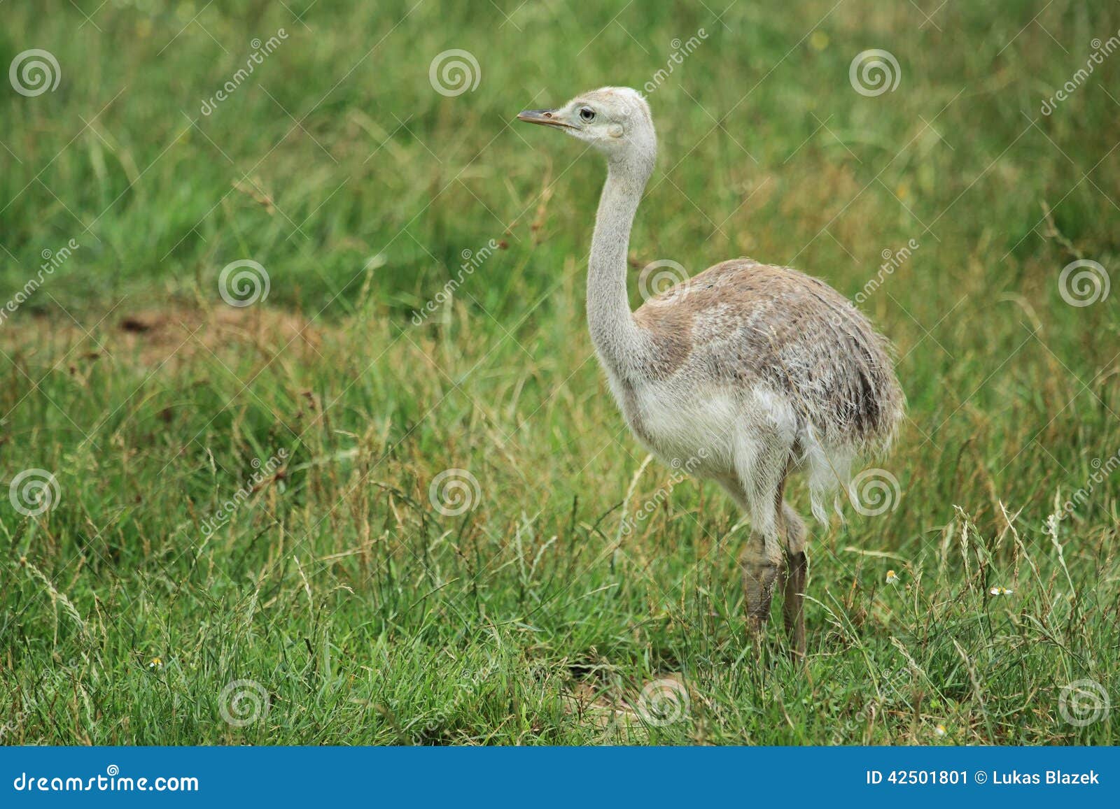American rhea chick stock image. Image of grey, rhea - 42501801