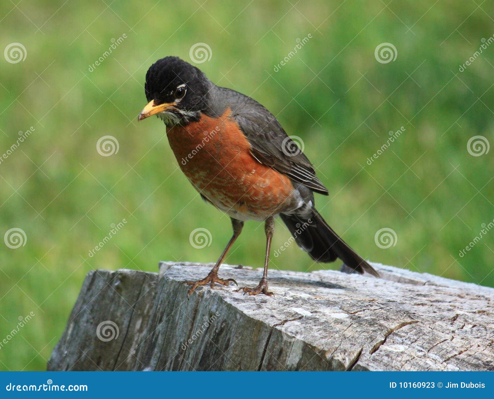 American Robin stock image. Image of predator, american - 10160923