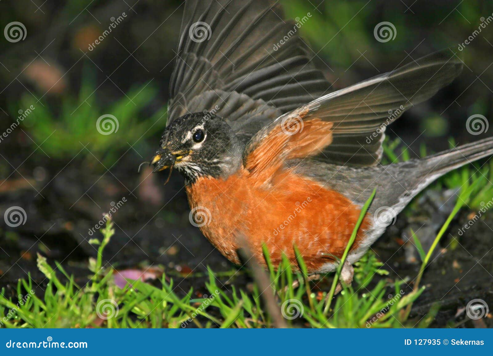 American robin stock image. Image of park, green, wings - 127935