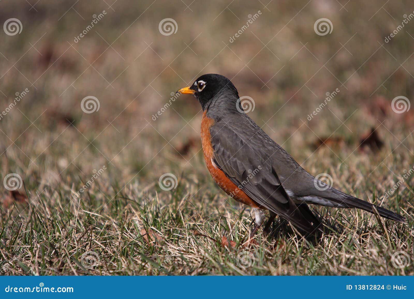 American Robin stock photo. Image of spring, grass, bird - 13812824