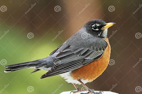American Robin stock image. Image of spring, resting - 13913565