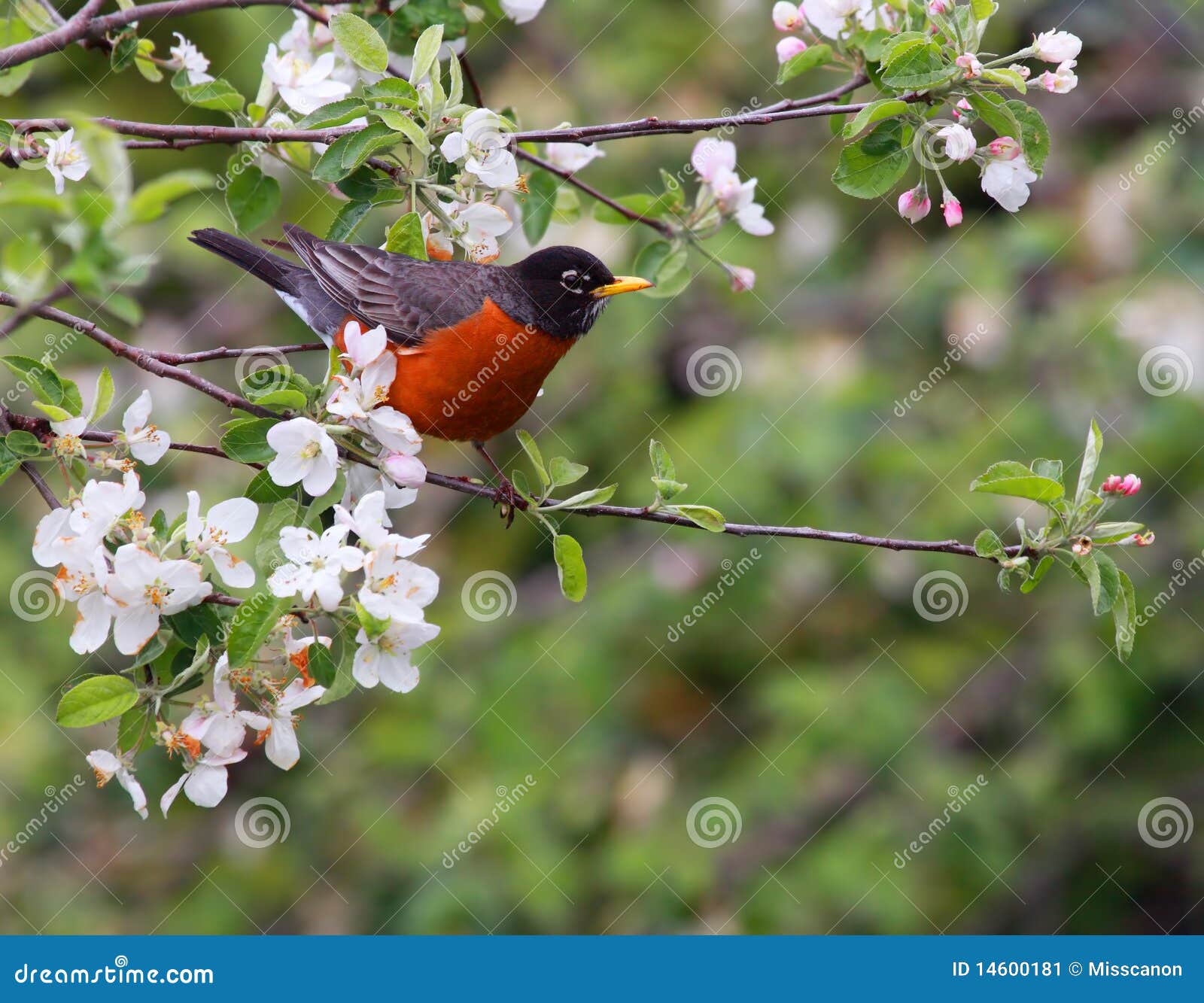 American robin stock image. Image of outdoor, wild, tree - 14600181