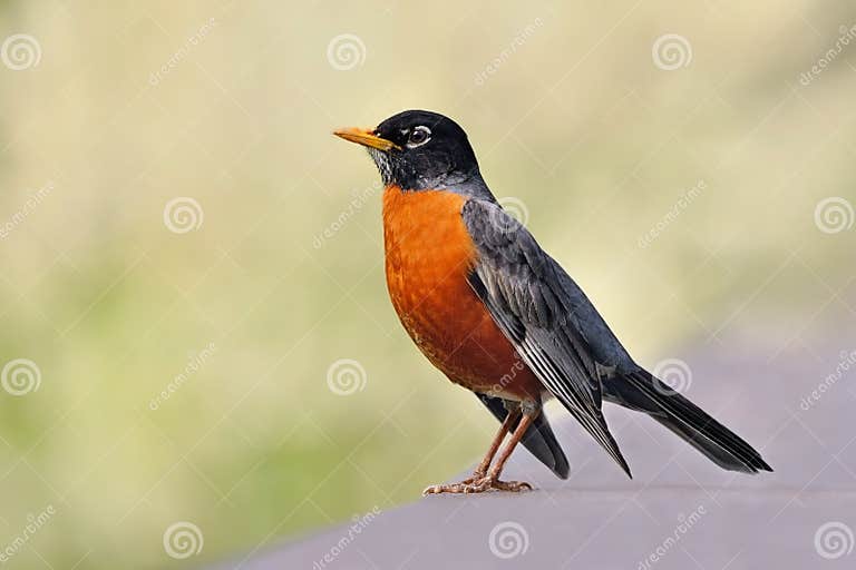American Robin stock photo. Image of bird, beak, turdus - 19528730