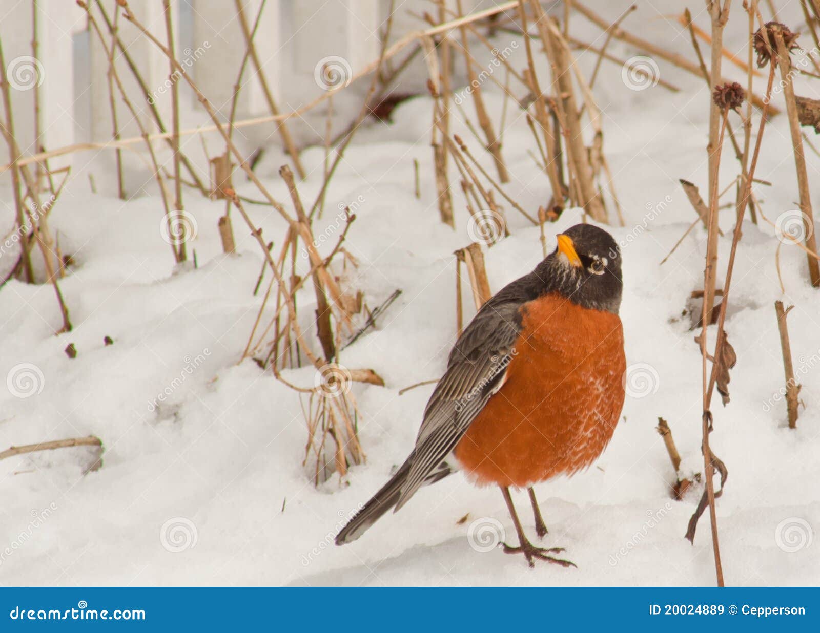 American Robin stock image. Image of birds, migration - 20024889